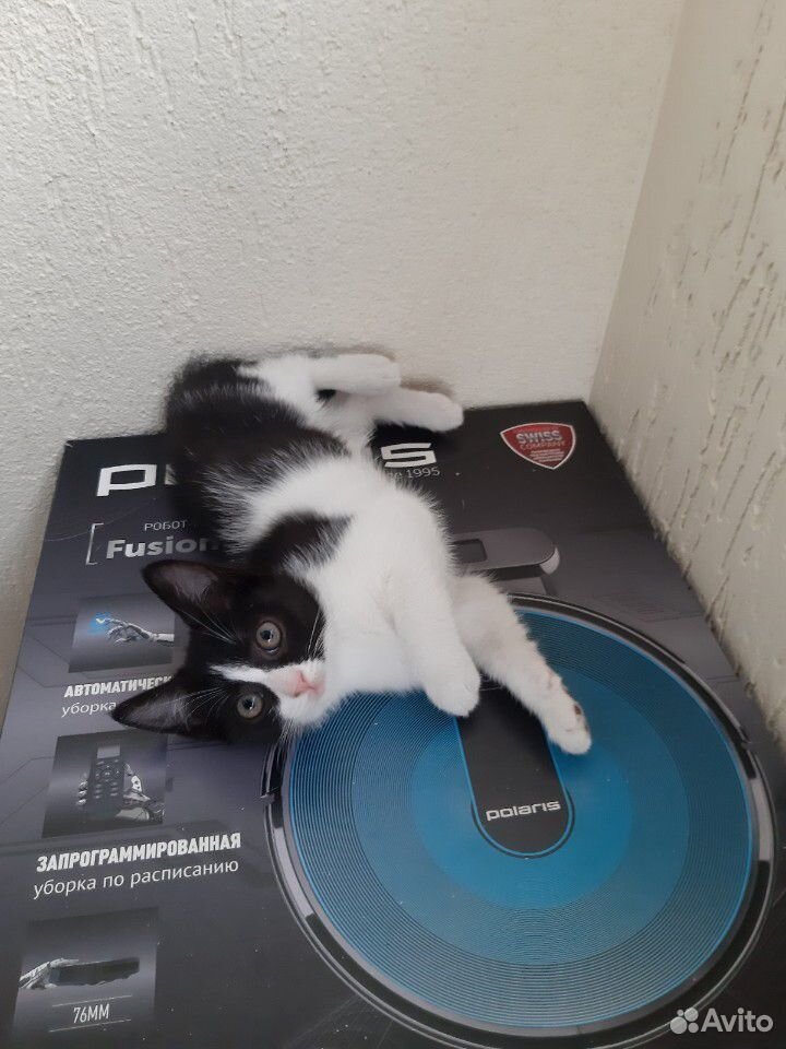 Котёнок Панда