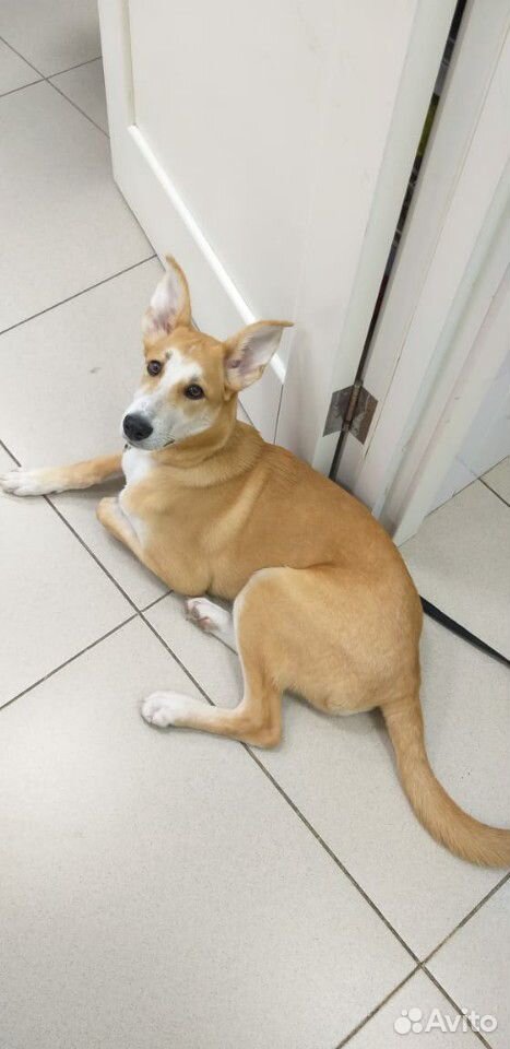 Собака Дина ищет дом