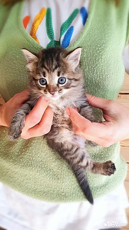 Котята