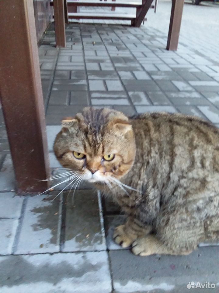 Найден кот