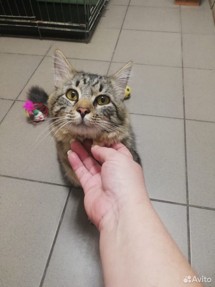 Ласковый пушистый котик в дар