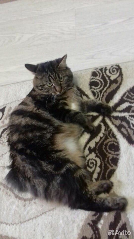 Курильский бобтейл