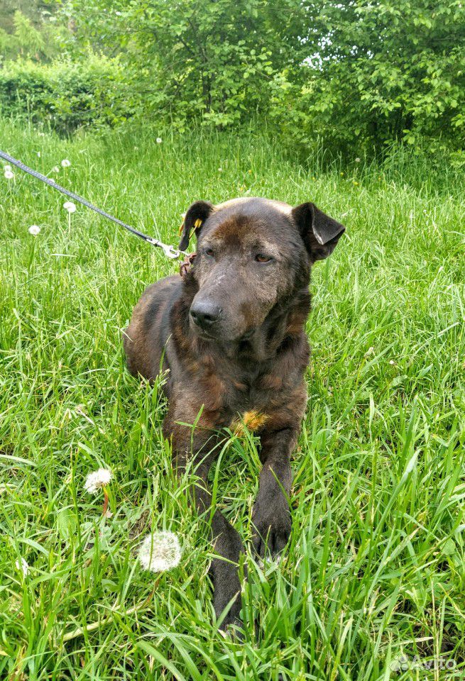 Самый лучший пёс Миша ищет хозяина