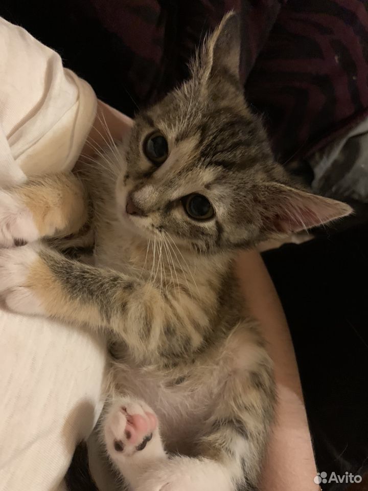 Котёнок Ксюша живет в клеточке