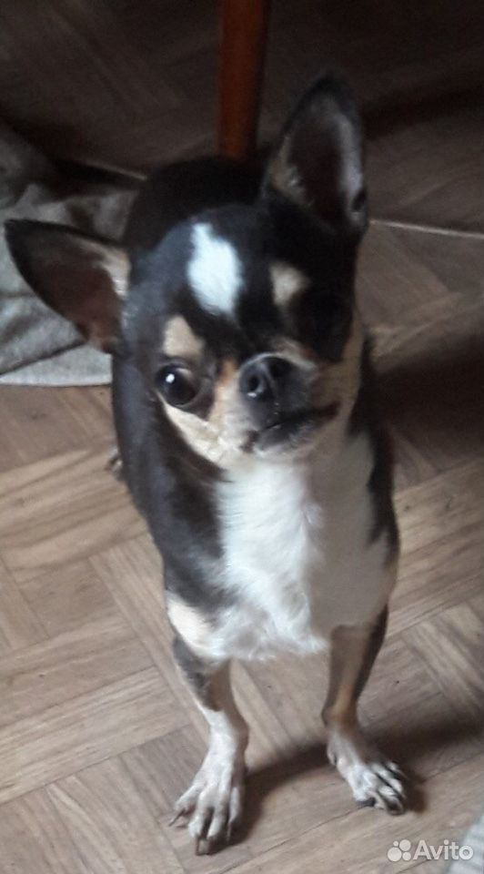 Чихуахуа Ричард приглашает на вязку