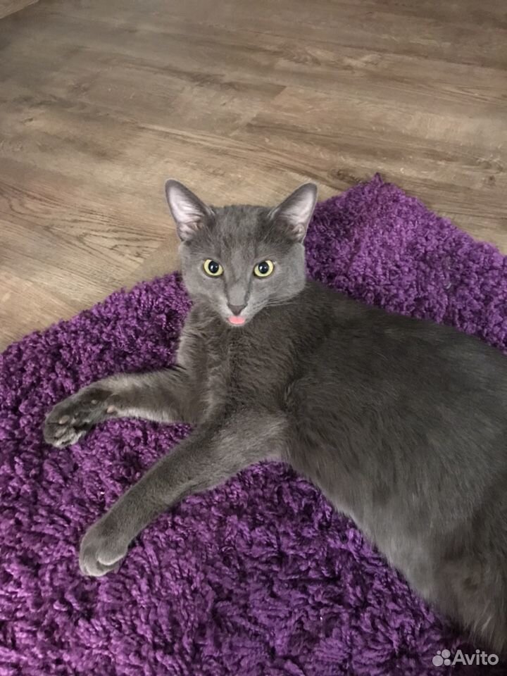 Кот (русская голубая) на вязку