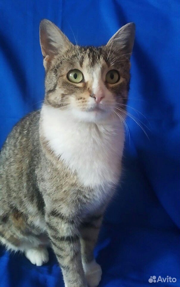 Кошка Юлька в добрые руки