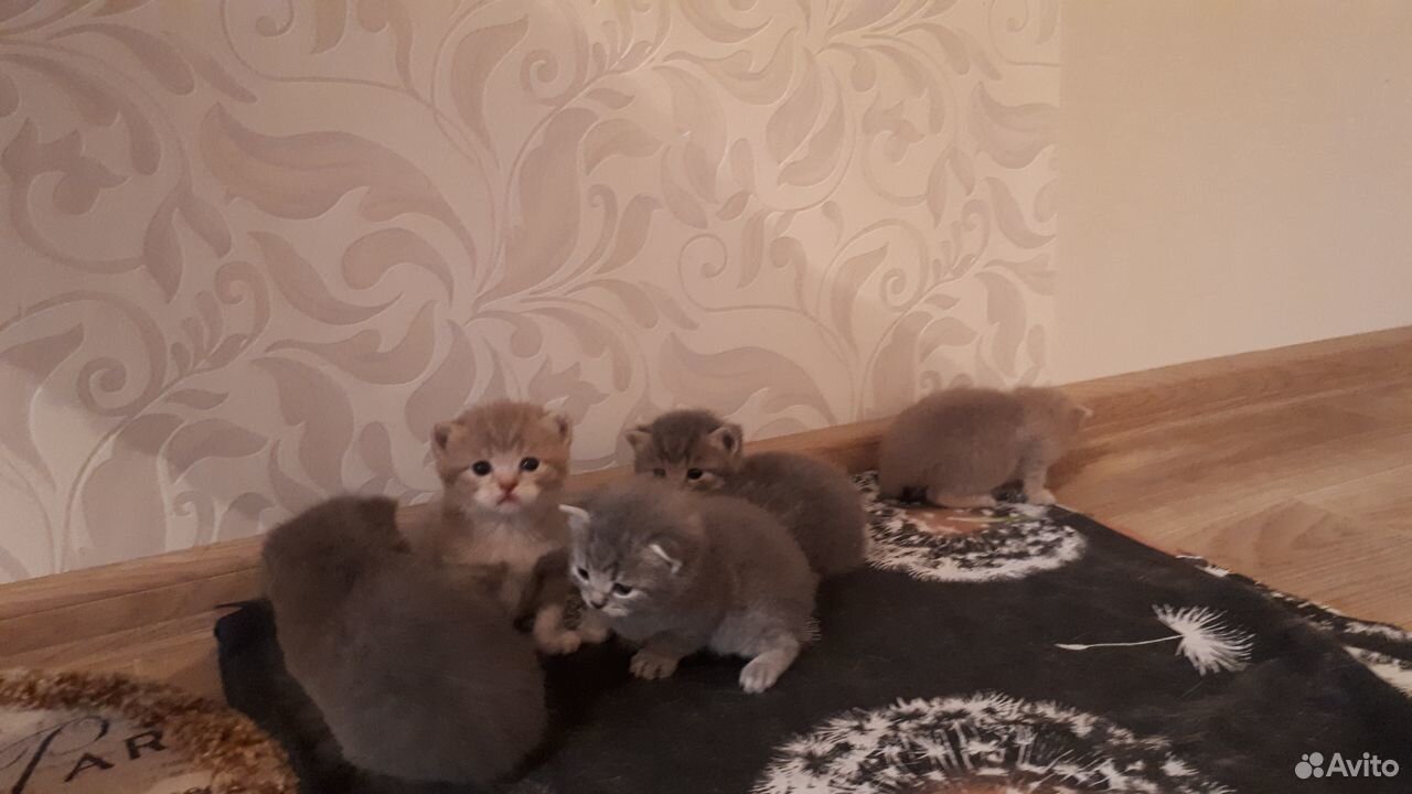 Продам шотландских прямоухих котят