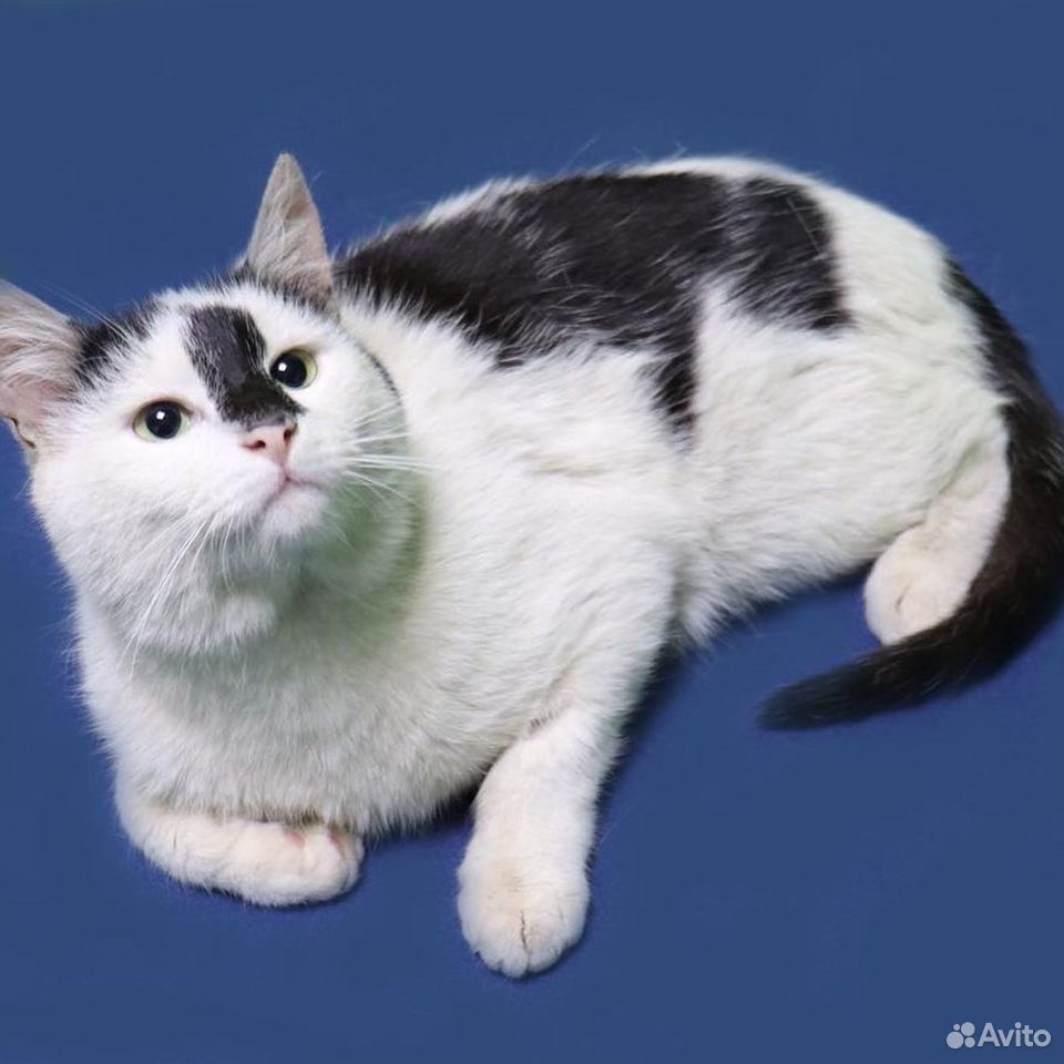 Кот Винсент ищет свою семью
