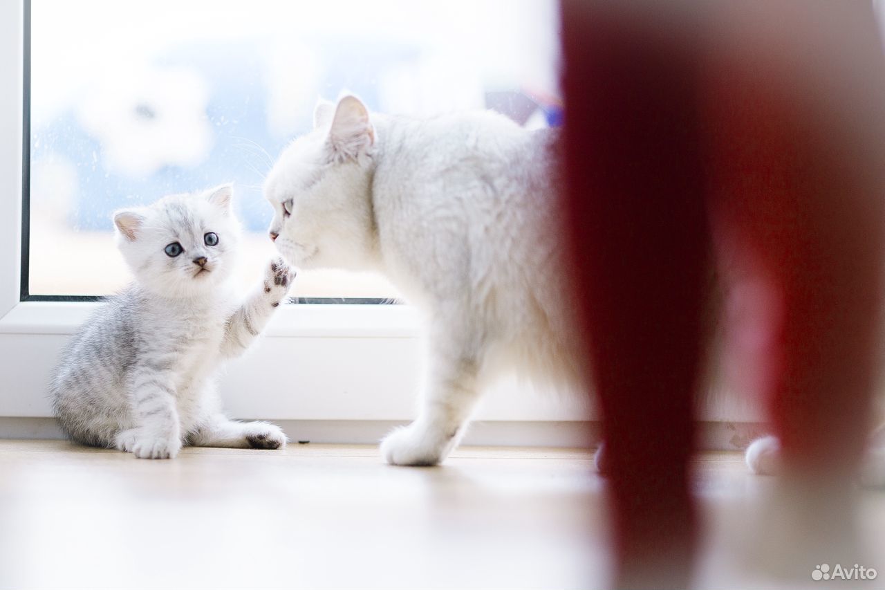 Котенок серебристой шиншилы