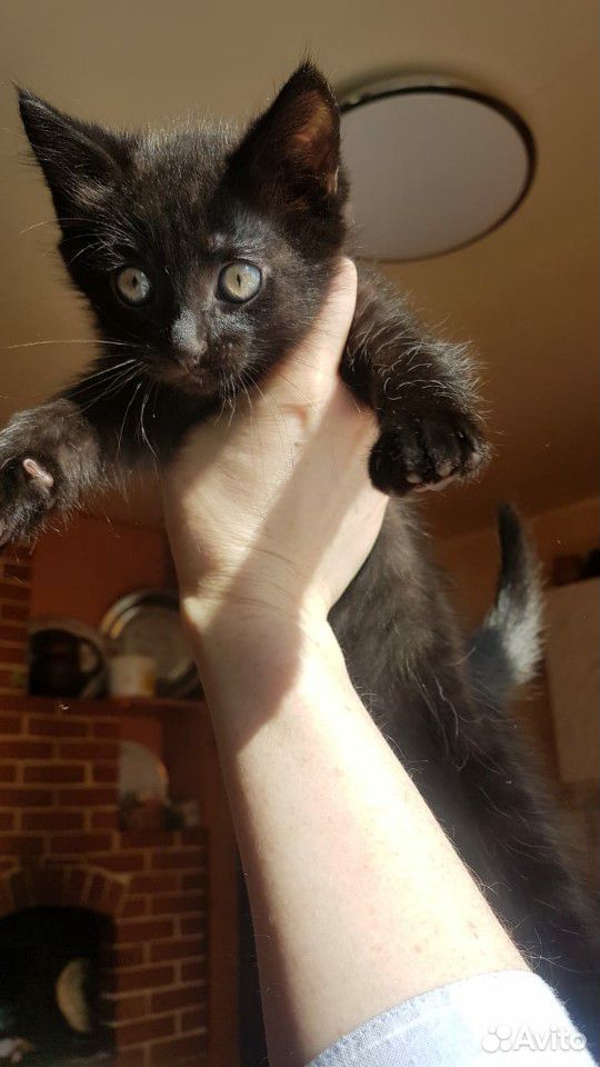 Кот Васька