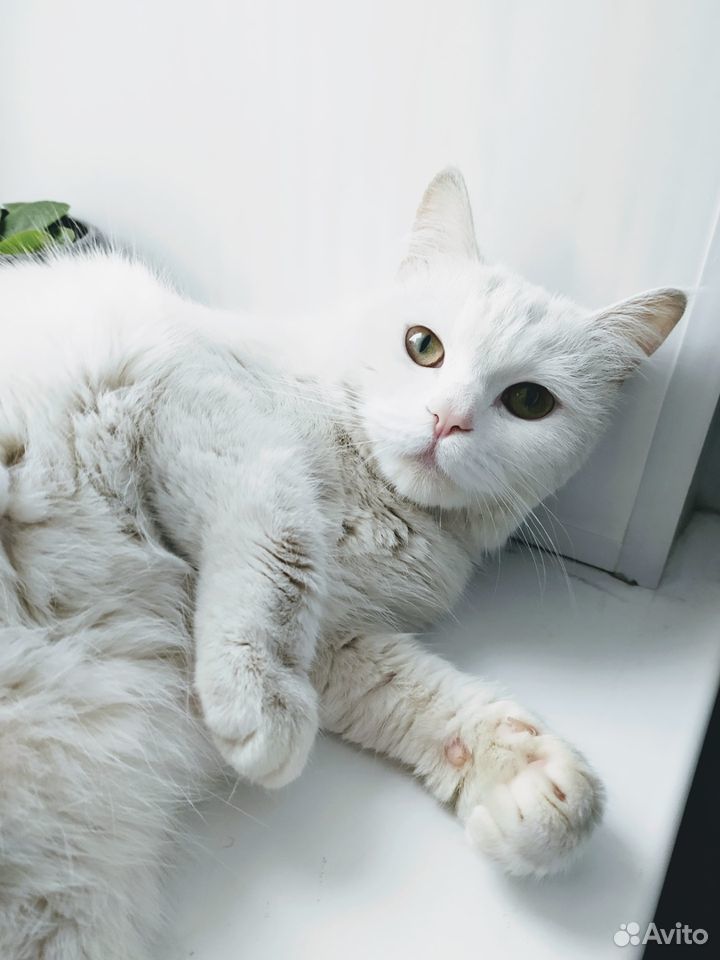 Плюша в поиске нового дома