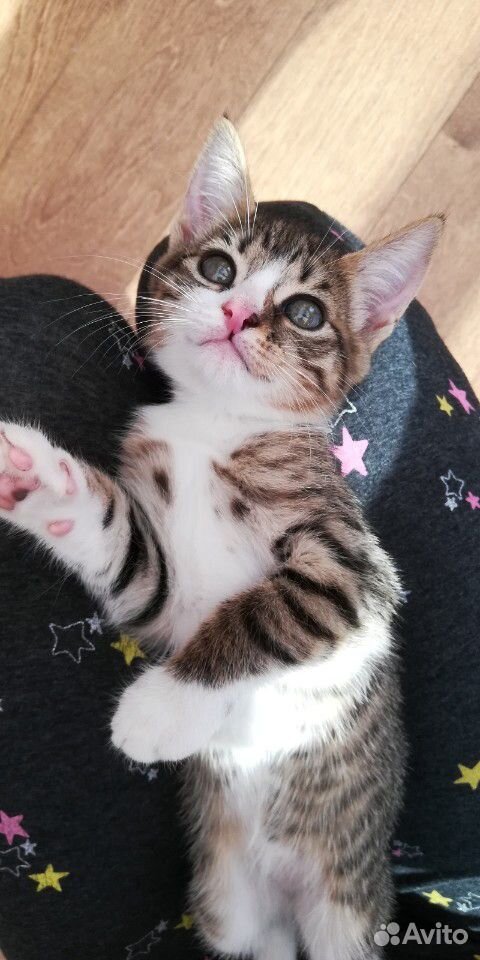 Котёнок девочка 2 мес