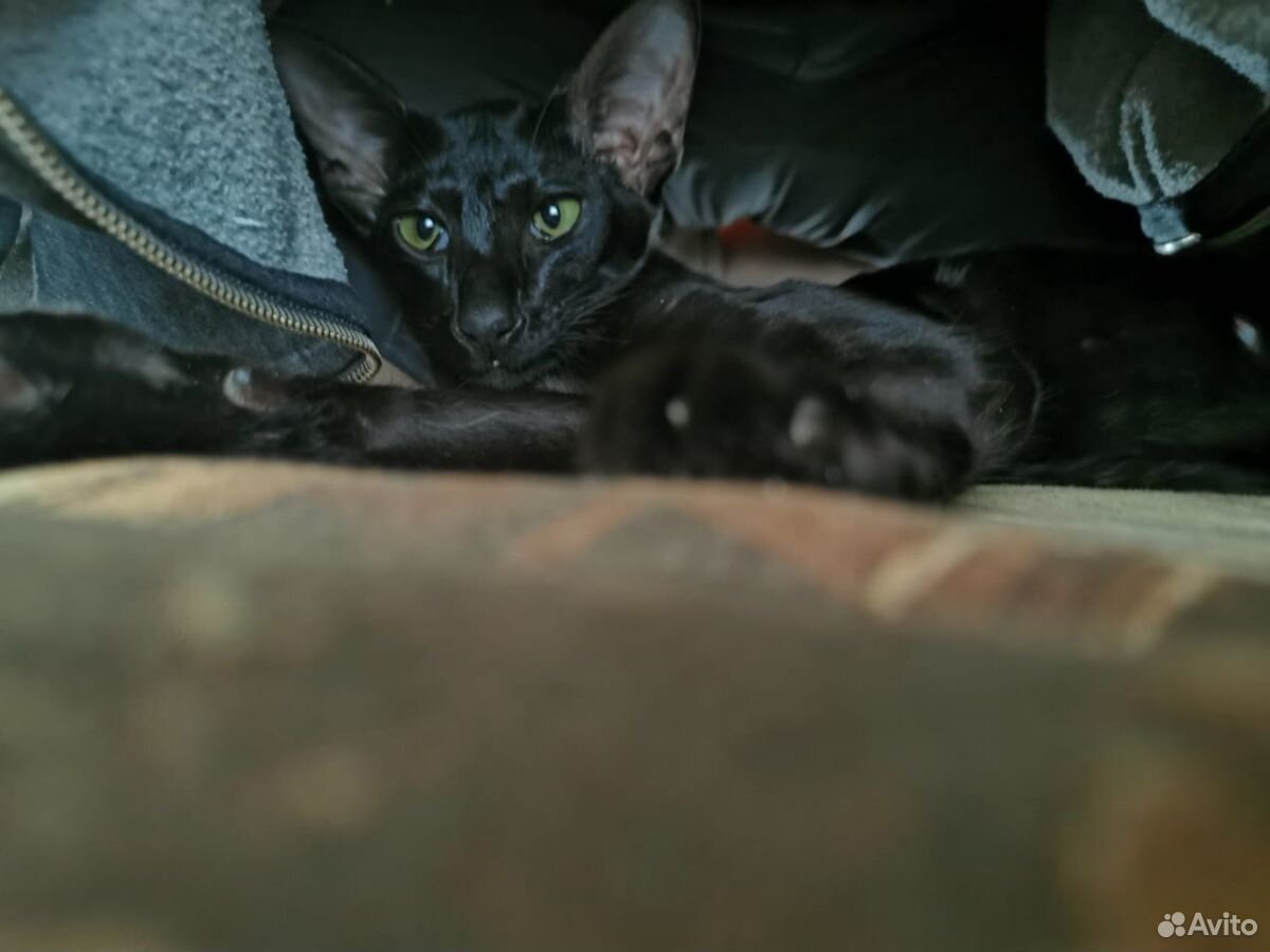 Кот на вязку ориентал
