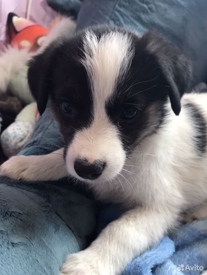 Джек Расл Терьер