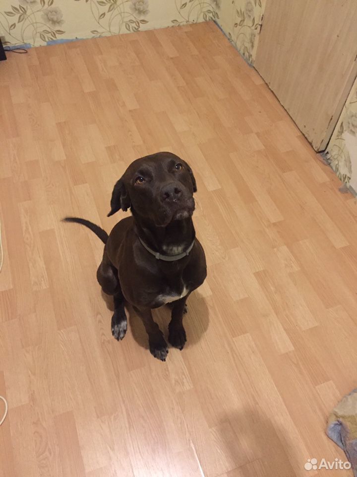 Отдаю собаку в добрые руки-курцхар