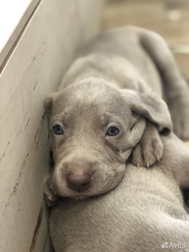 Собака щенок веймаранера