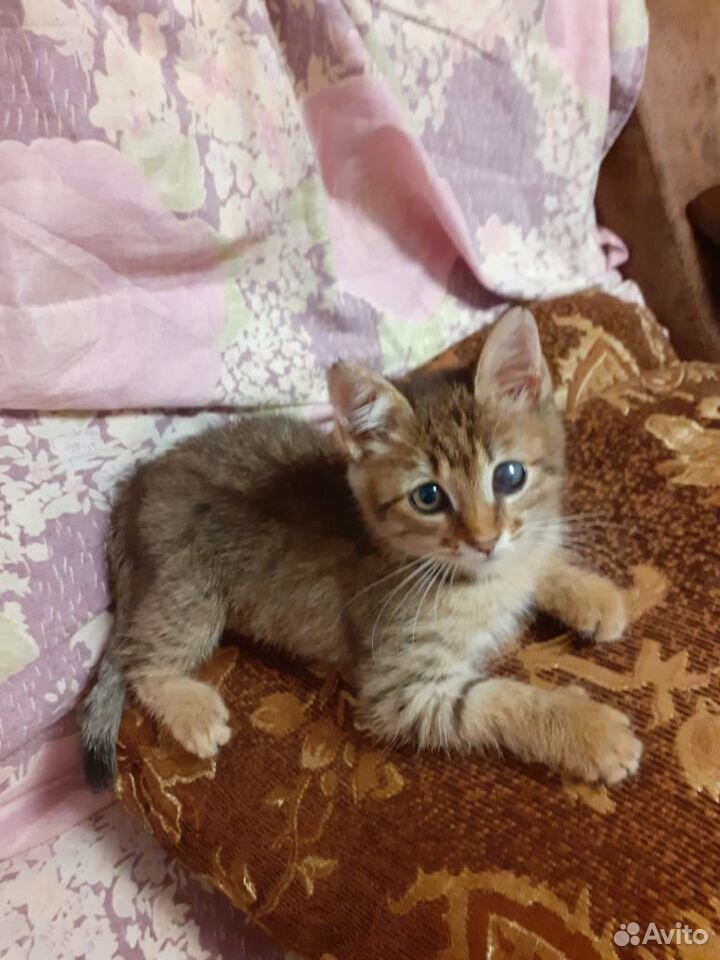 Котенок с трагичной судьбой
