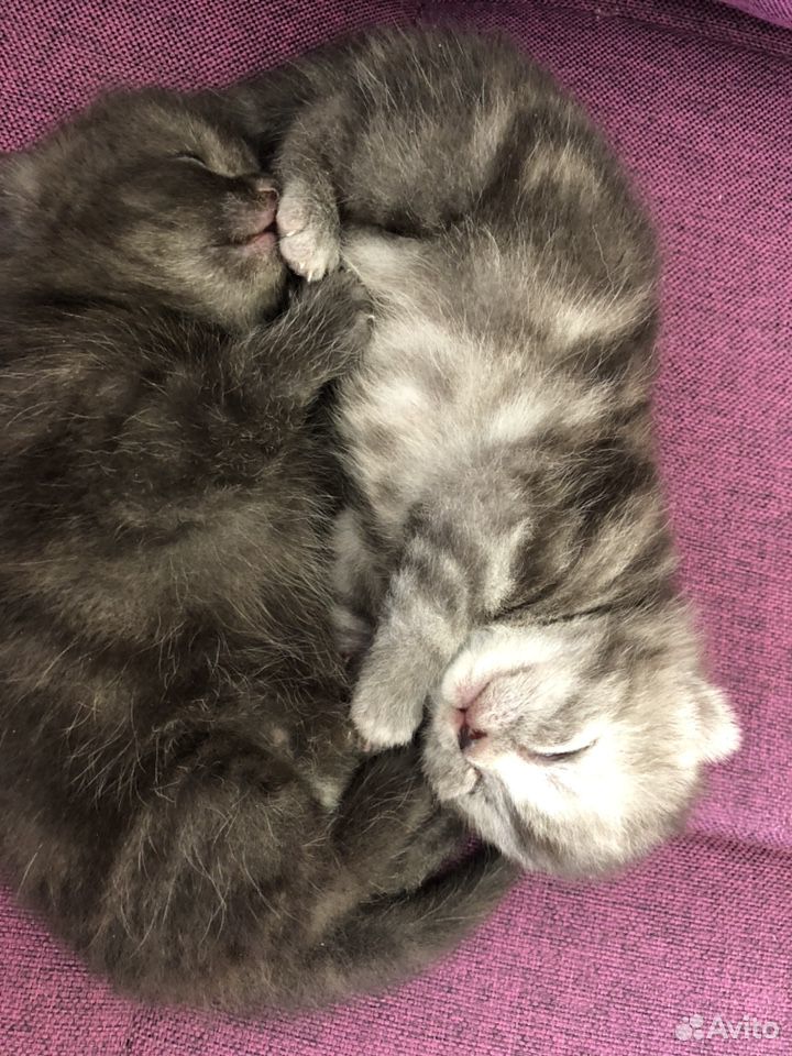 Шотландцы вислоухие