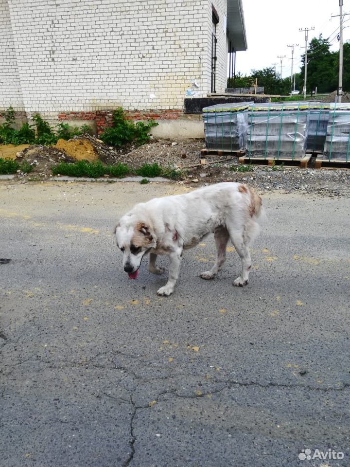 Среднеазиатская овчарка