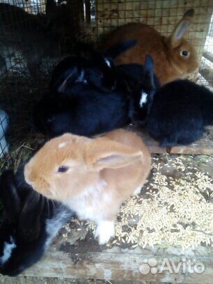 Поросята. утята.цыплята.кролики