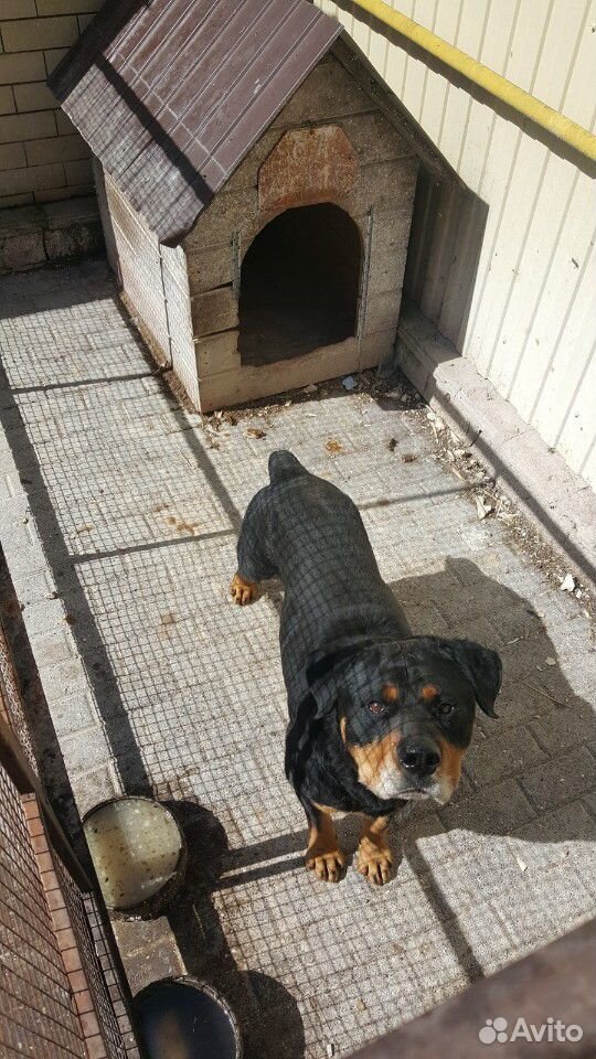 Ротвейлер в добрые руки