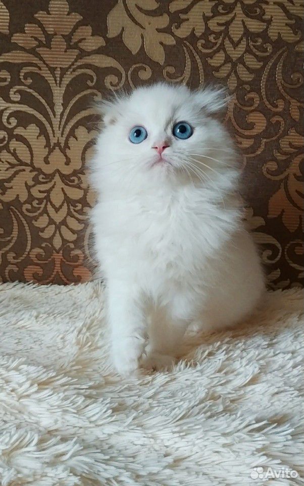 Шотландский мальчик фолдик в эксклюзивном окрасе