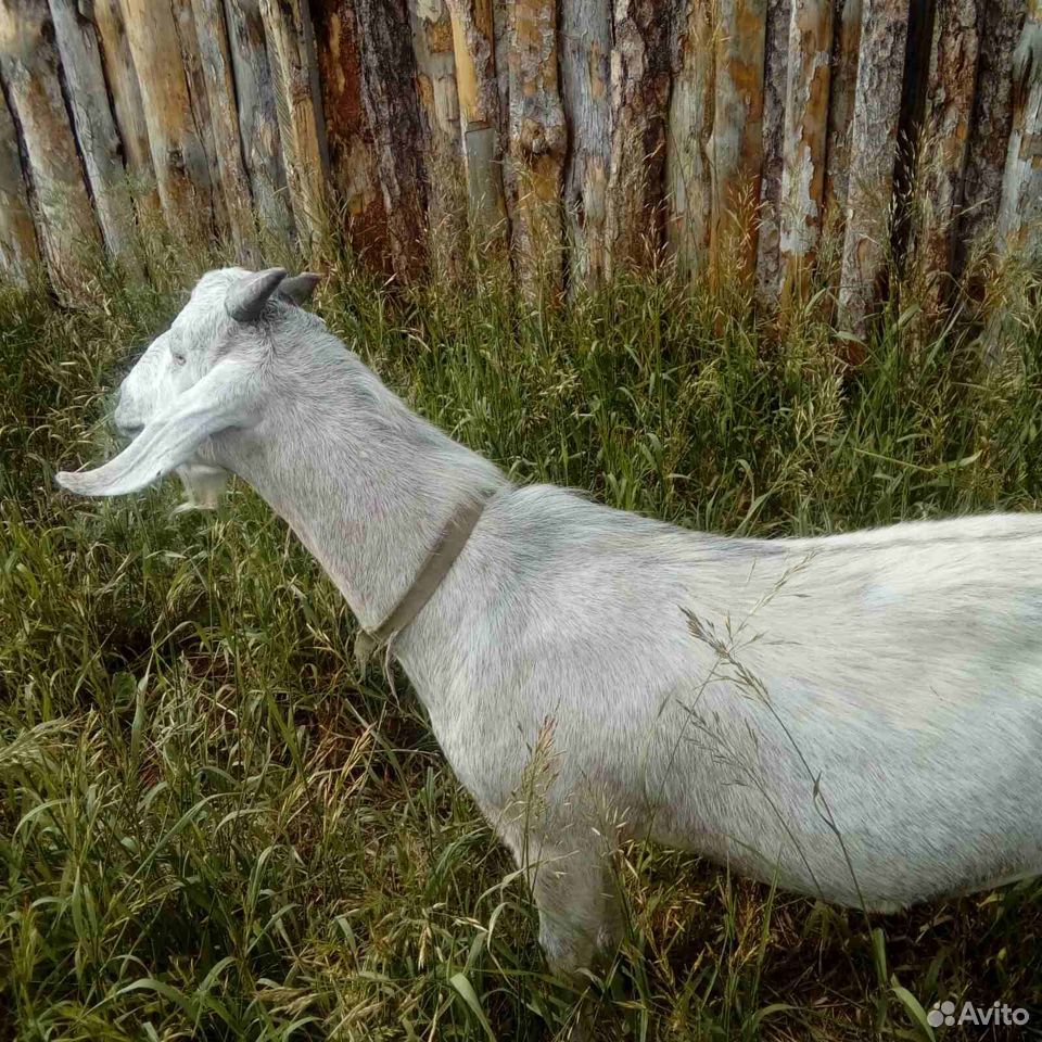 Продам козла