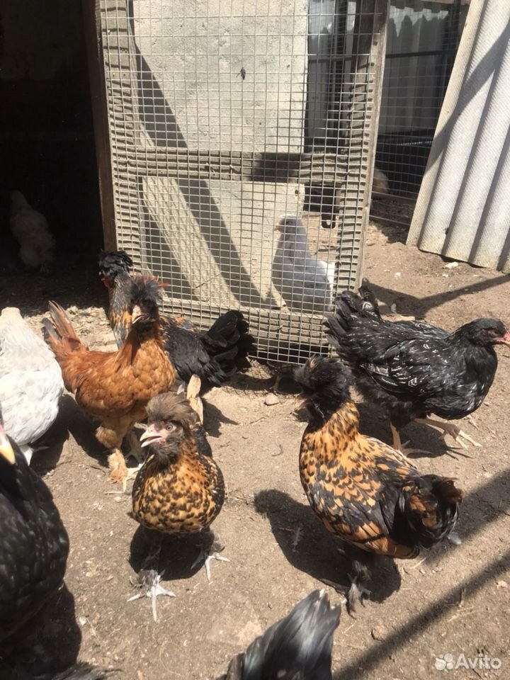 Павловские куры