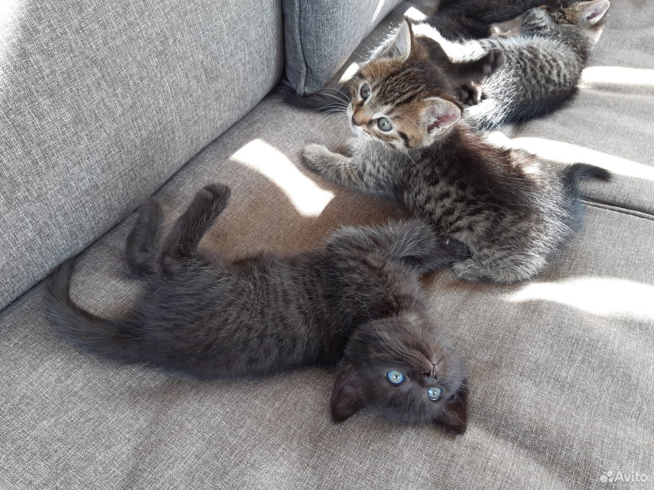 Котята-умнички в добрые руки