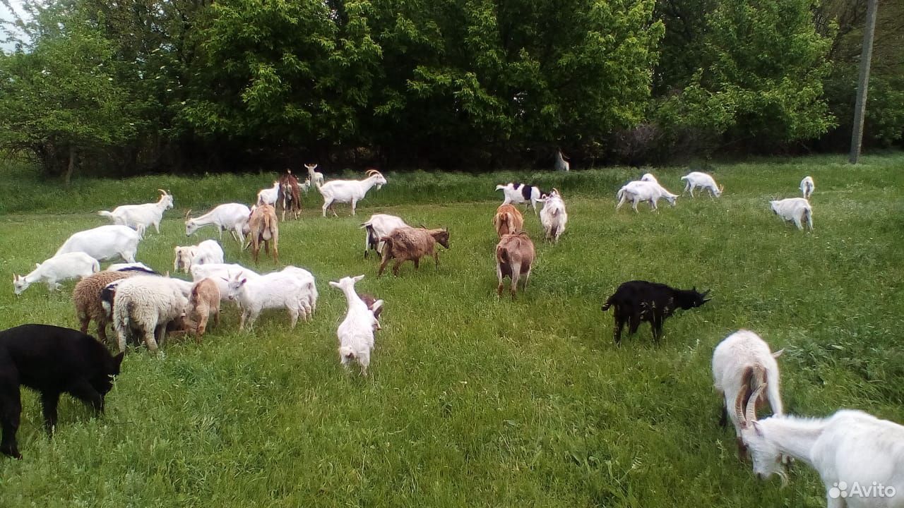 Продам коз