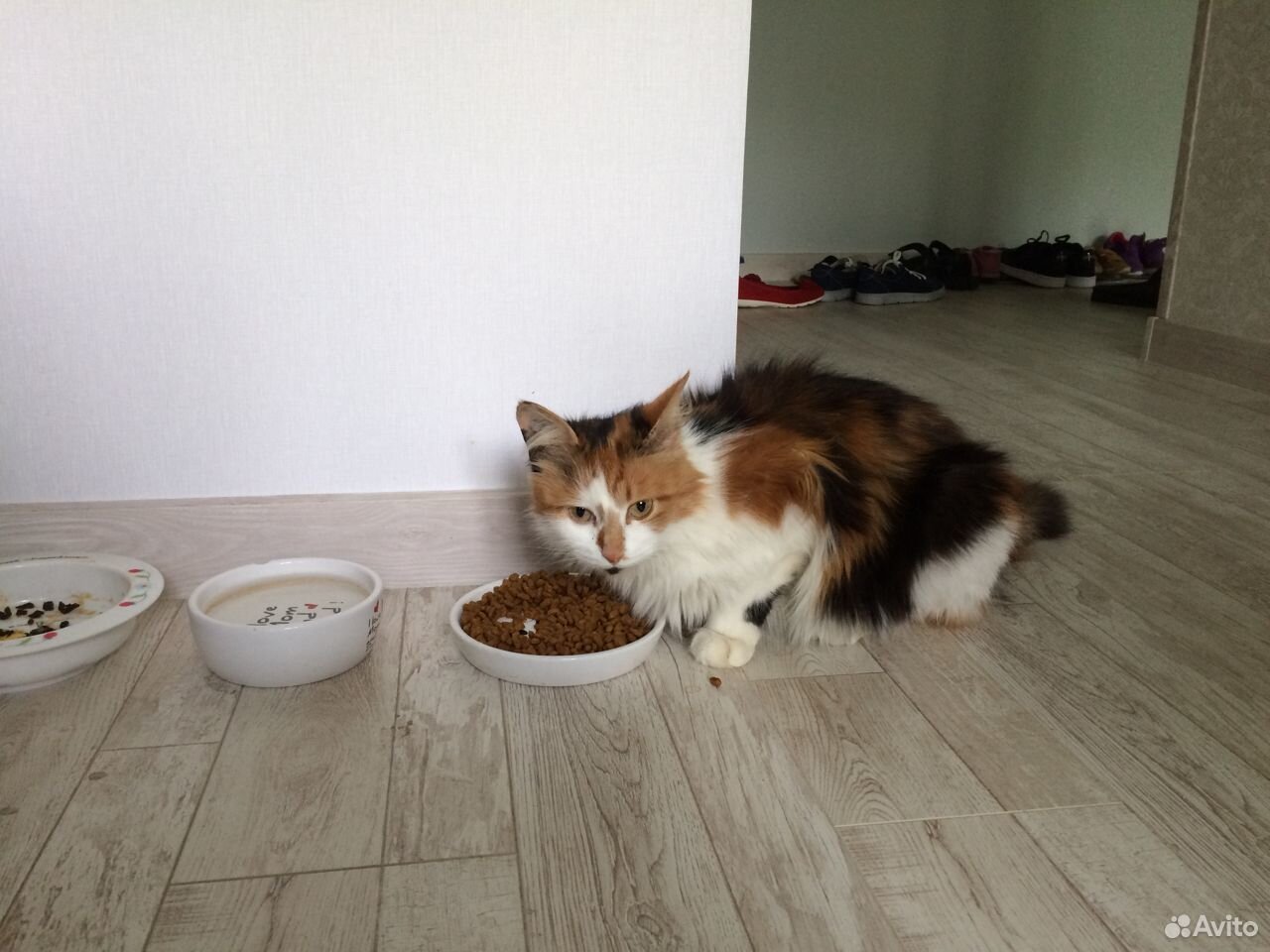 Кошка в дар в добрые руки