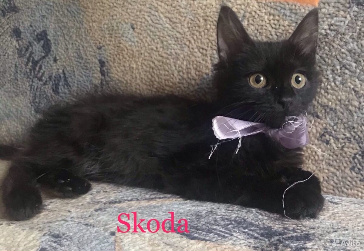 Шкода