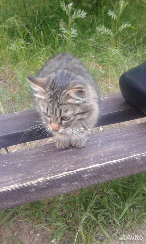 Котёнок ищет дом