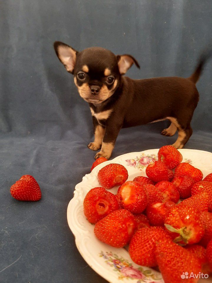 Малышка чихуашка