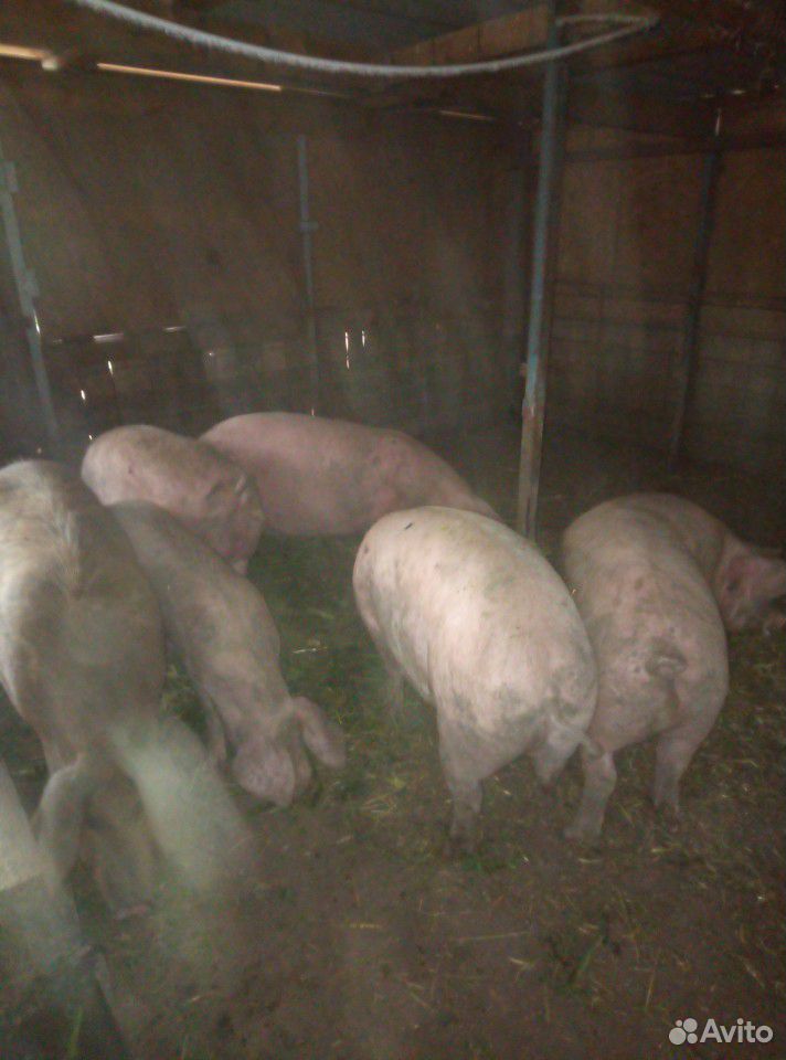 Поросенок ландрас