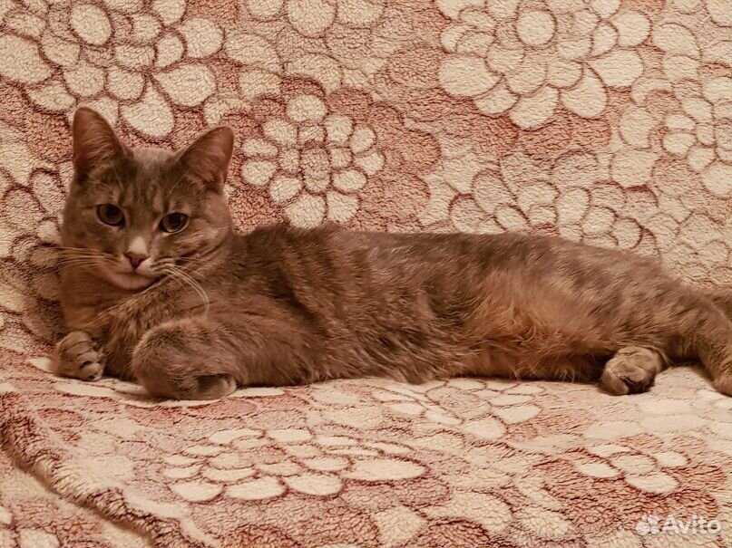 Серая кошка в хорошие руки. 1 год 2 мес