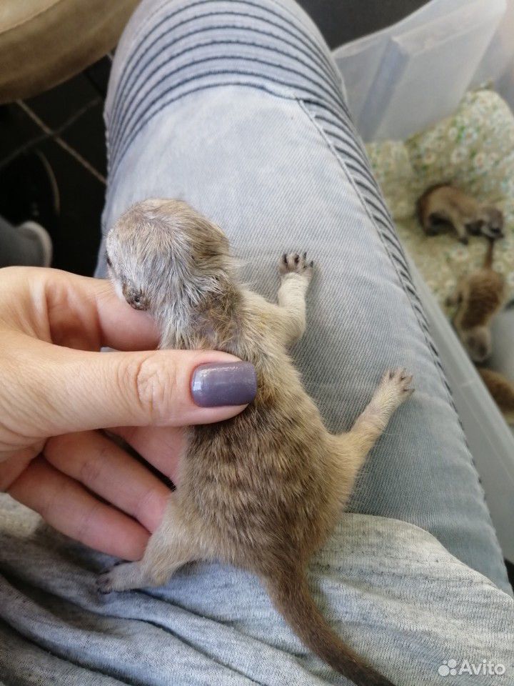 Малыши сурикаты