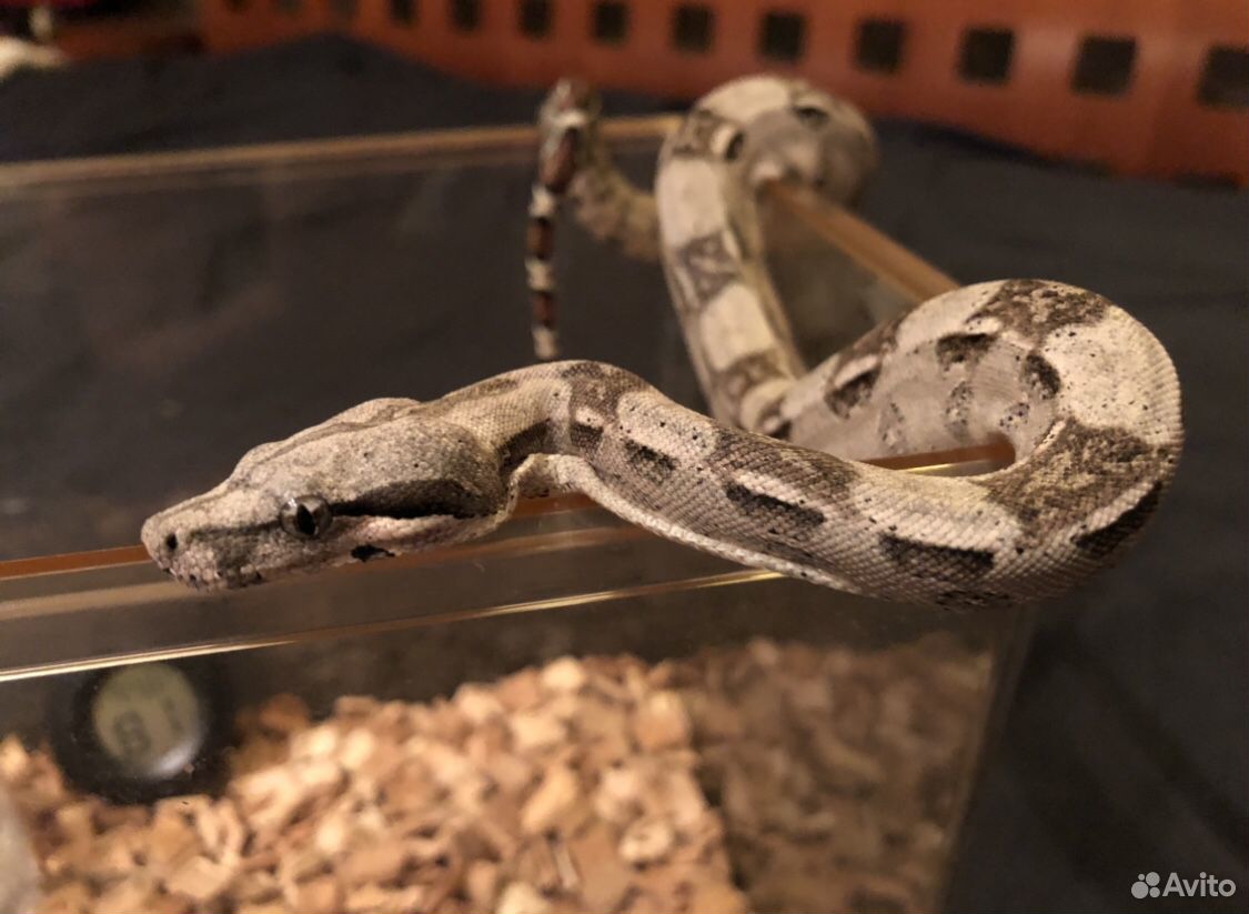 Императорский удав(Boa Constrictor)