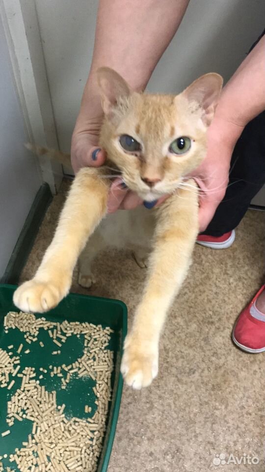 Кот Чубайс в добрые руки