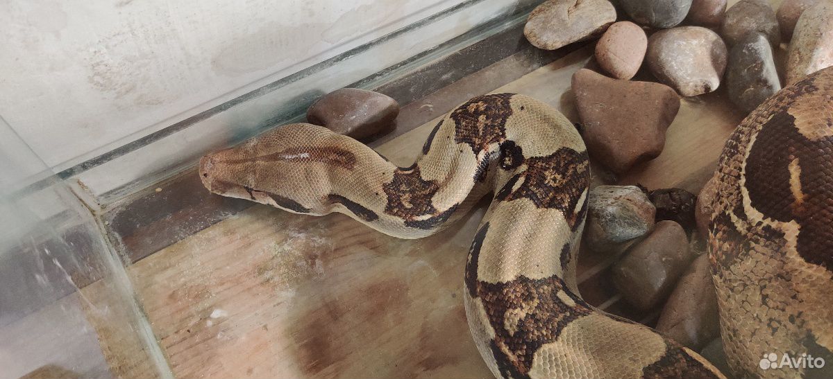 Императорский удав самка