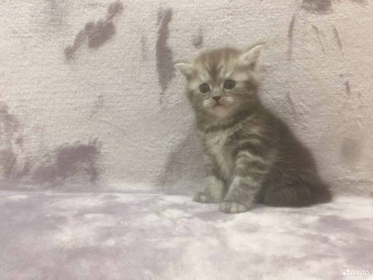 Британский прямоухий котенок