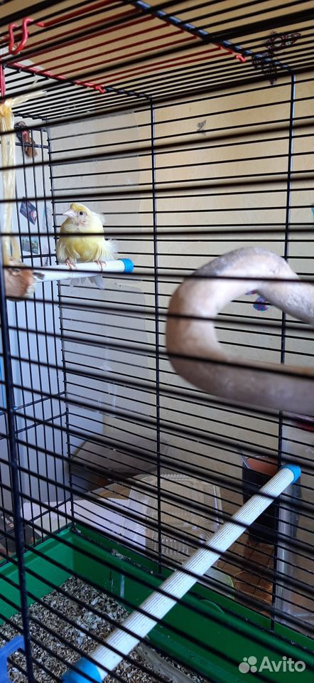 Отдам канарейку