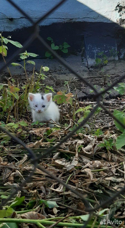 Котенок
