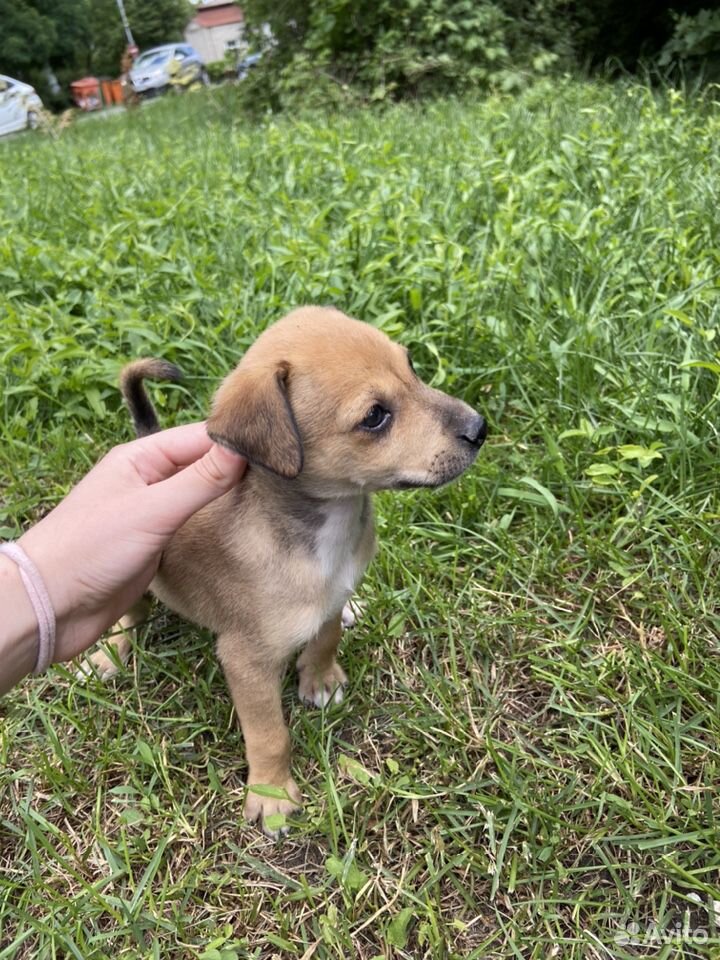 Отдам щенков в хорошие руки