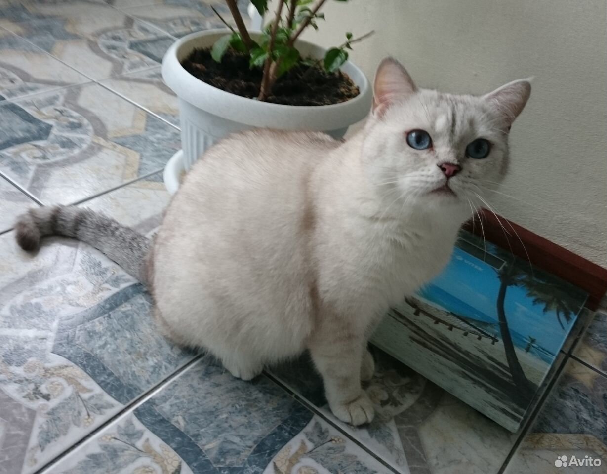 Британская кошка