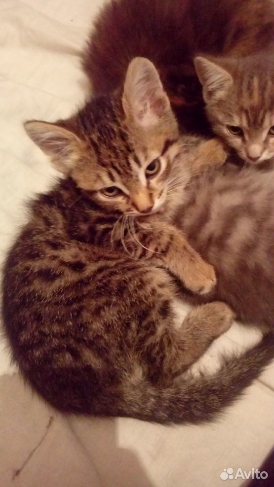 Котята от полубританочки