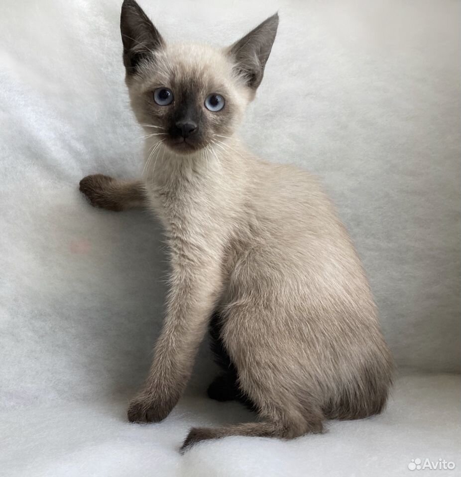 Ласковый котик сиамского окраса