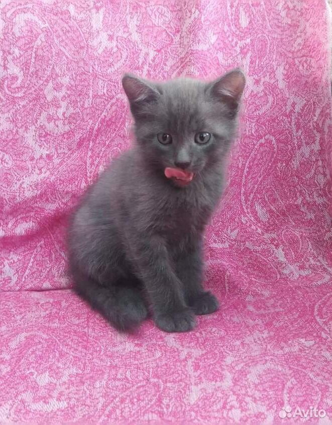 Красивый серый котёнок