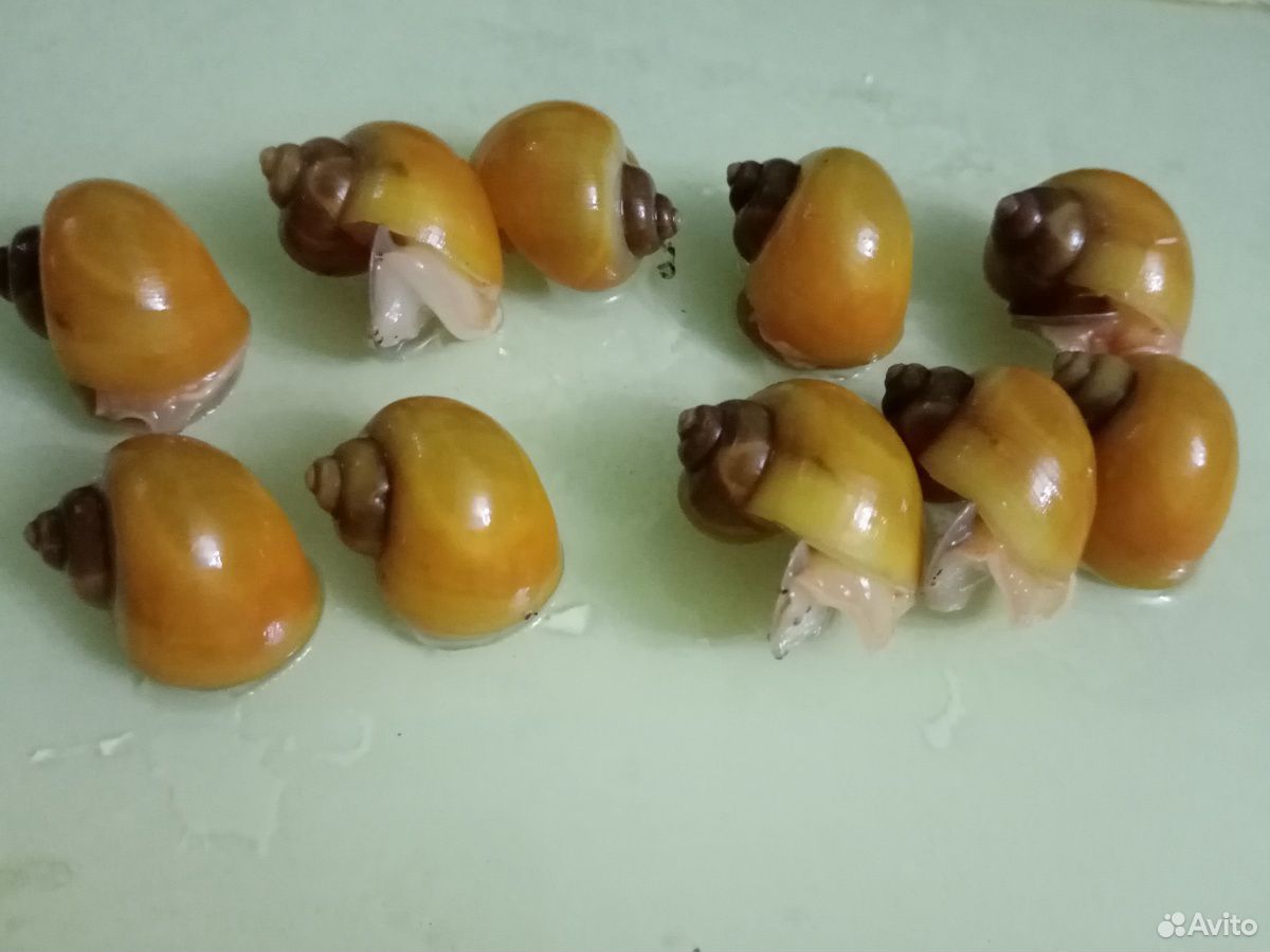 10 улиток ампулярий